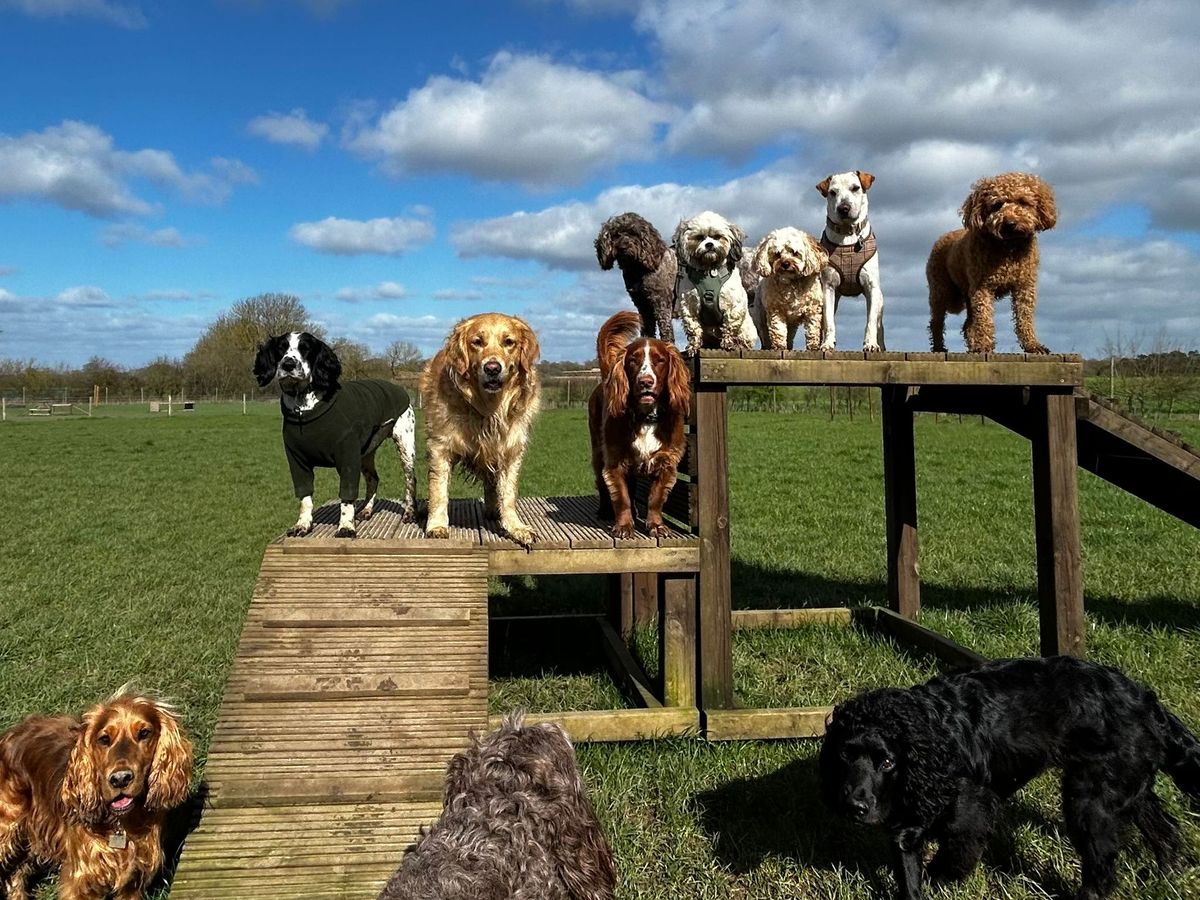 Seasonal Dog Care Calendar: What Your Dog Needs Month by Month | Wagtails